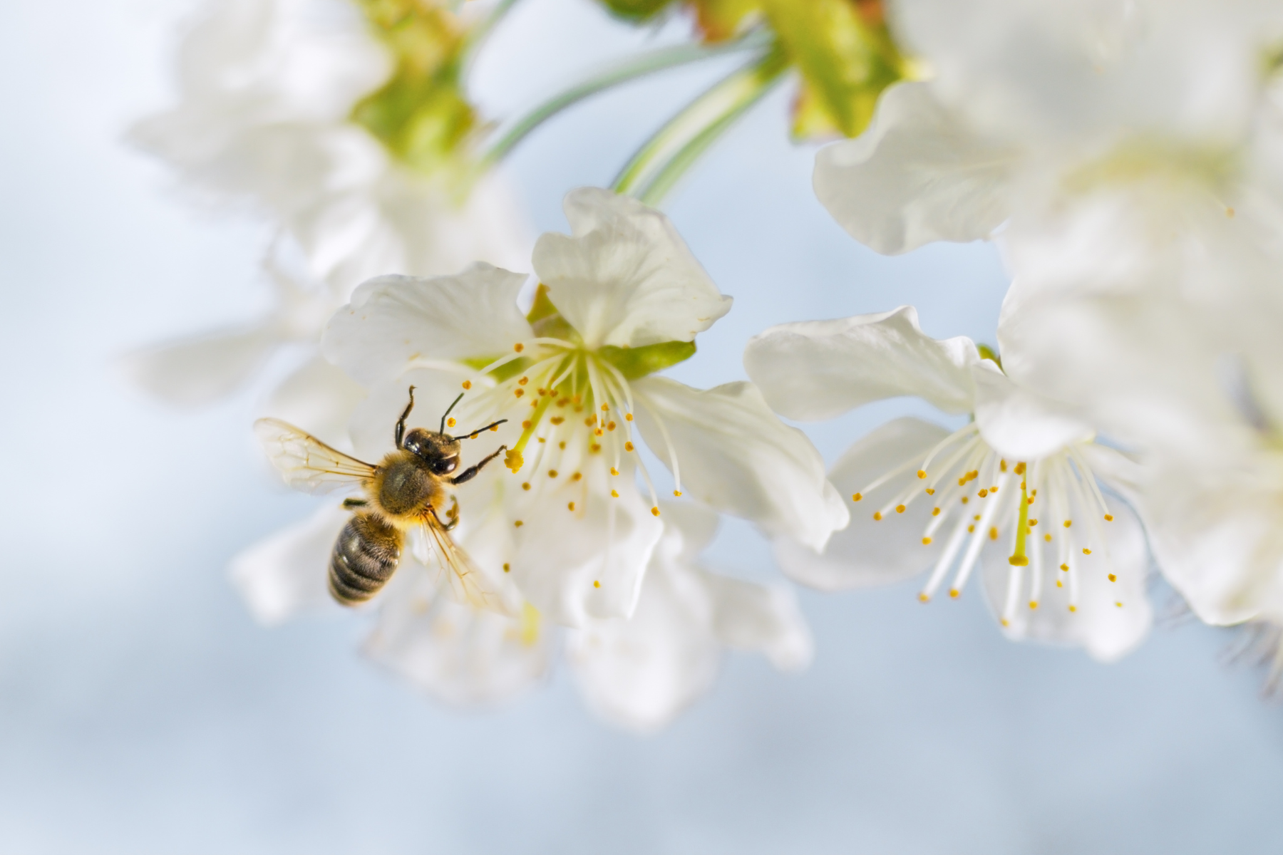 Angels, Actually – True Stories. Ordinary People. Miracle Encounters.